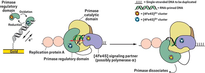 DNA-act-wire-during-replication