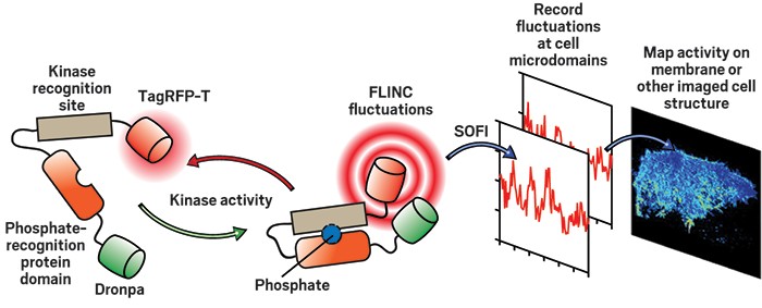 Biosensors-enable-imaging-localized-cell