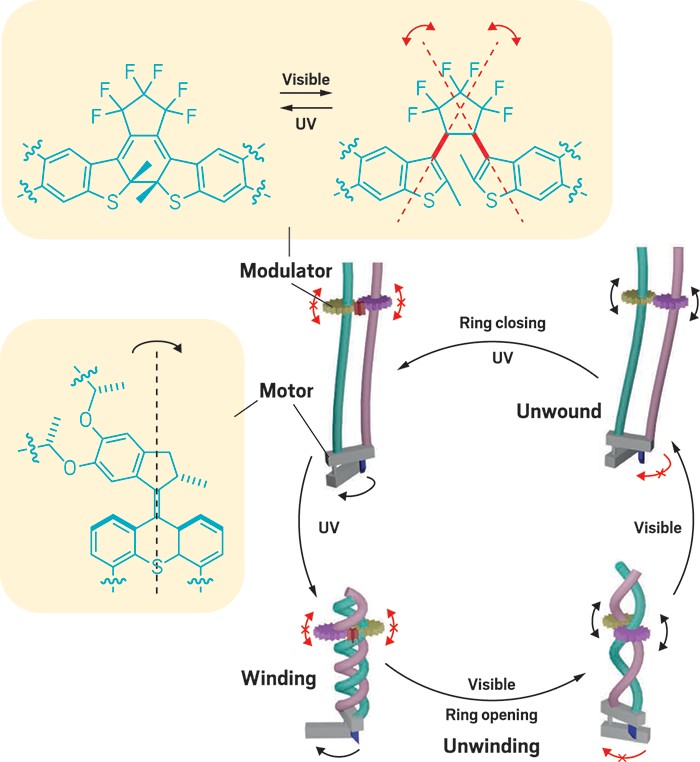 Nanomachines-wind-unwind-polymers