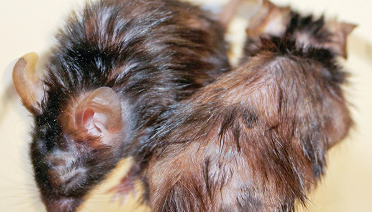 Clearing senescent cells revitalizes aging mice