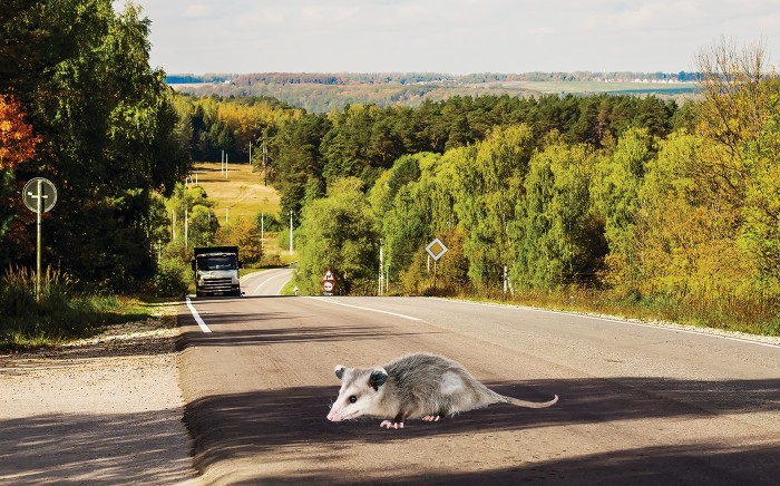 Roadkill-drug-discovery