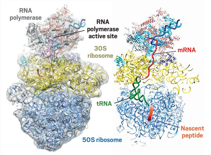 bacteria-gene-transcription-translation-coupled