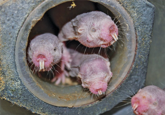 naked-mole-rats-survive-oxygen