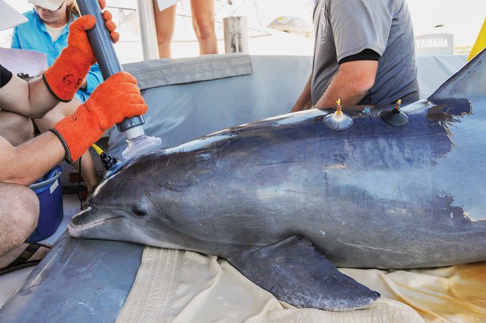 breath-test-dolphin-health