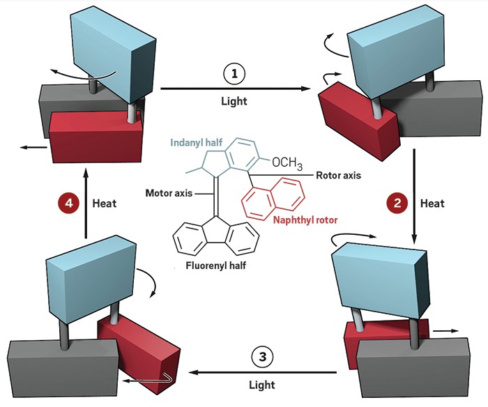 Molecular-motor-turns-rotor
