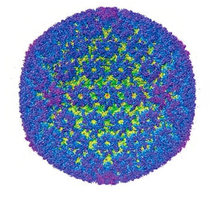 first-herpes-capsid-atomic-resolution