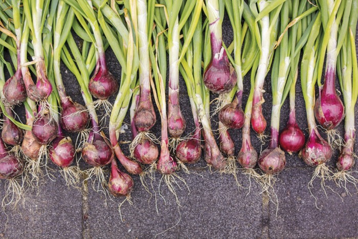 Organic-onions-richer-flavonoids