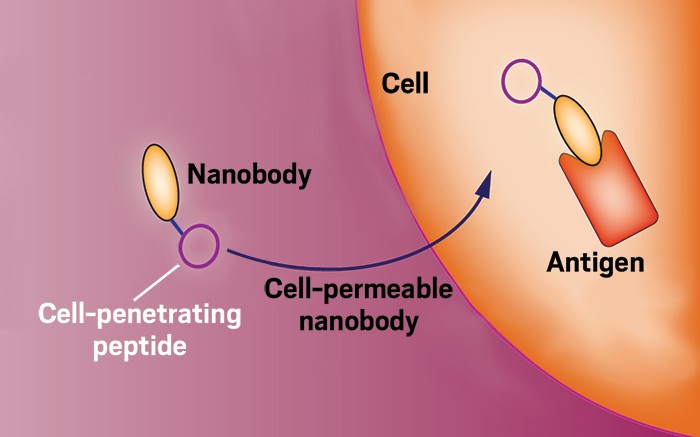 Cytosol New Insights Into The Mechanisms Of Chaperon Mediated