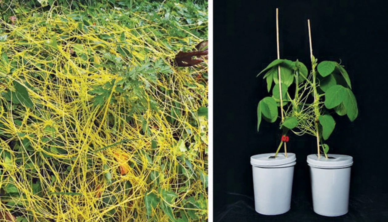 Plant parasite victims learn to share chemical information