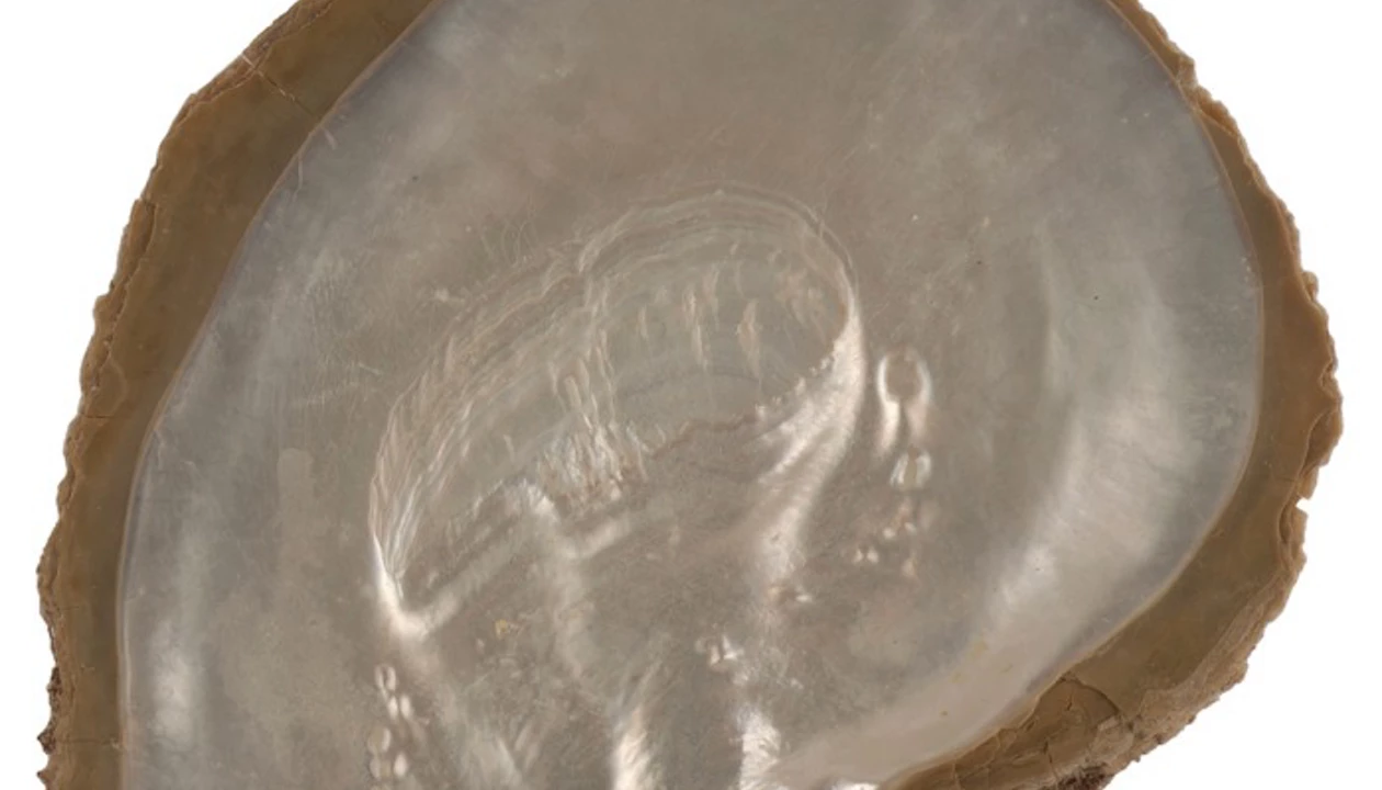 Understanding how mother-of-pearl promotes bone growth