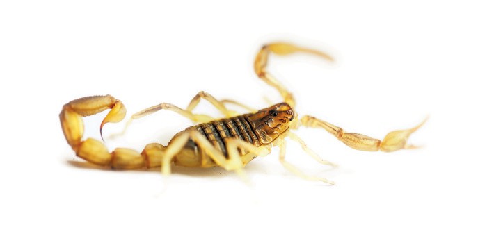 Acid-boosts-scorpions-sting
