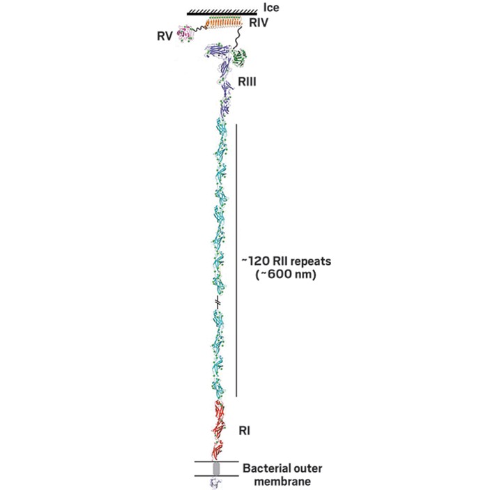 Structure-superlong-ice-binding-protein-reported