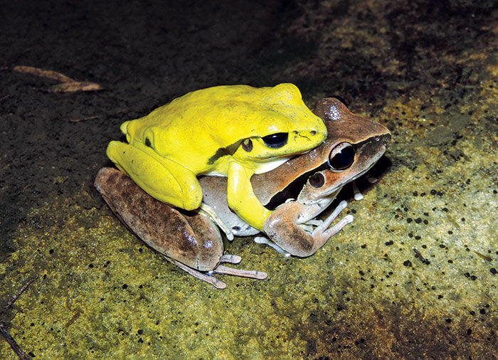 Yellow Frogs