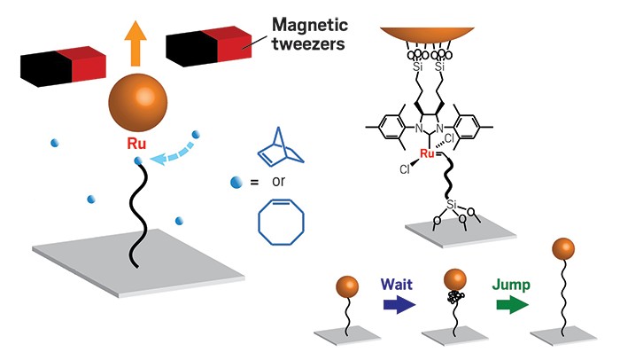 Single-molecule-experiment-reveals-polymer