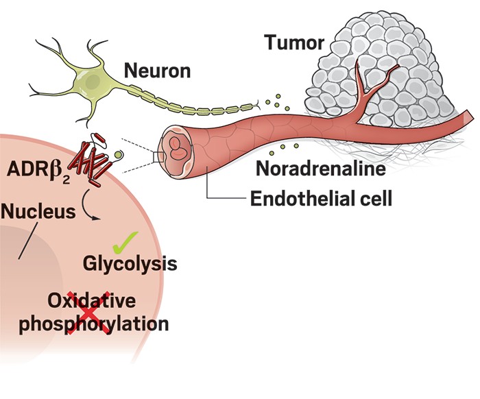 Nerve-signaling-encourages-tumor-growth