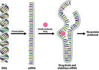 Small molecule takes aim at the RNA of SARS-CoV-2
