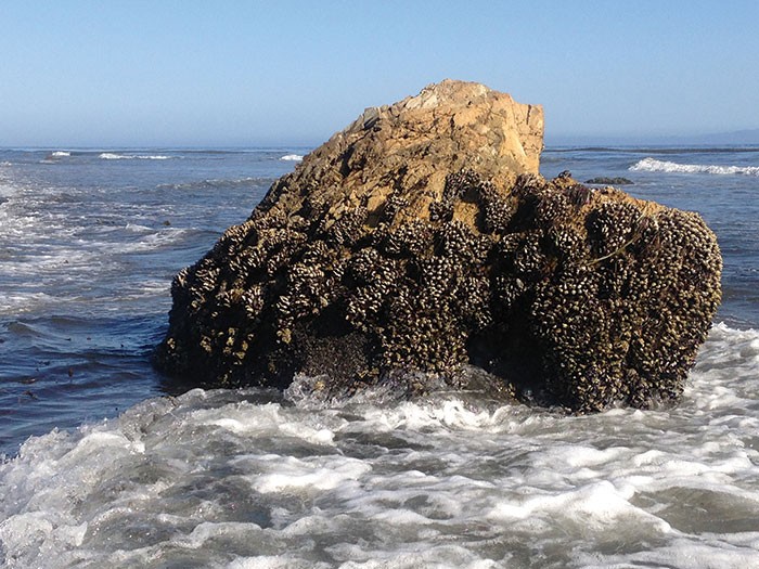 Mussels-iron-grip-inspires-strong-stretchy-polymer