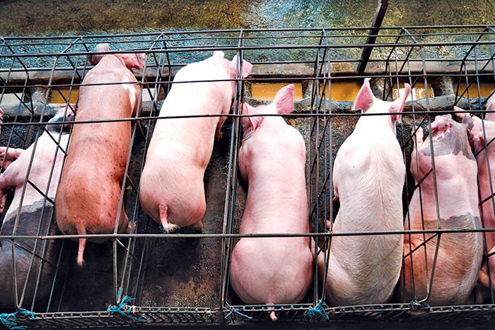 shuns-use-antibiotics-healthy-animals