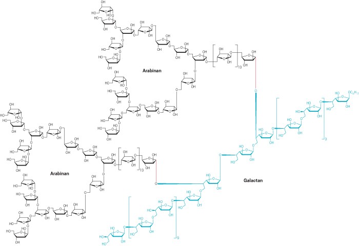Complex Sugar Molecule