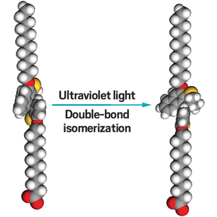 Motor-molecules-made-muscles