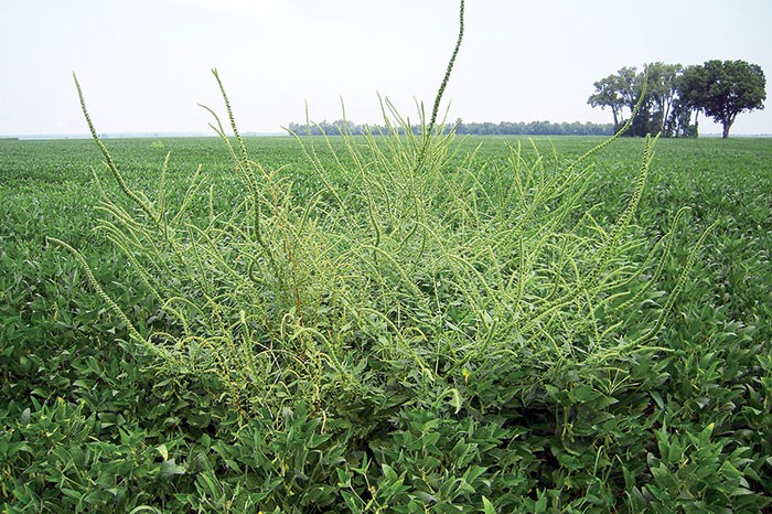 Weed-scientists-brace-second-year