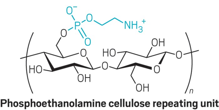 Bacteria-make-modified-cellulose
