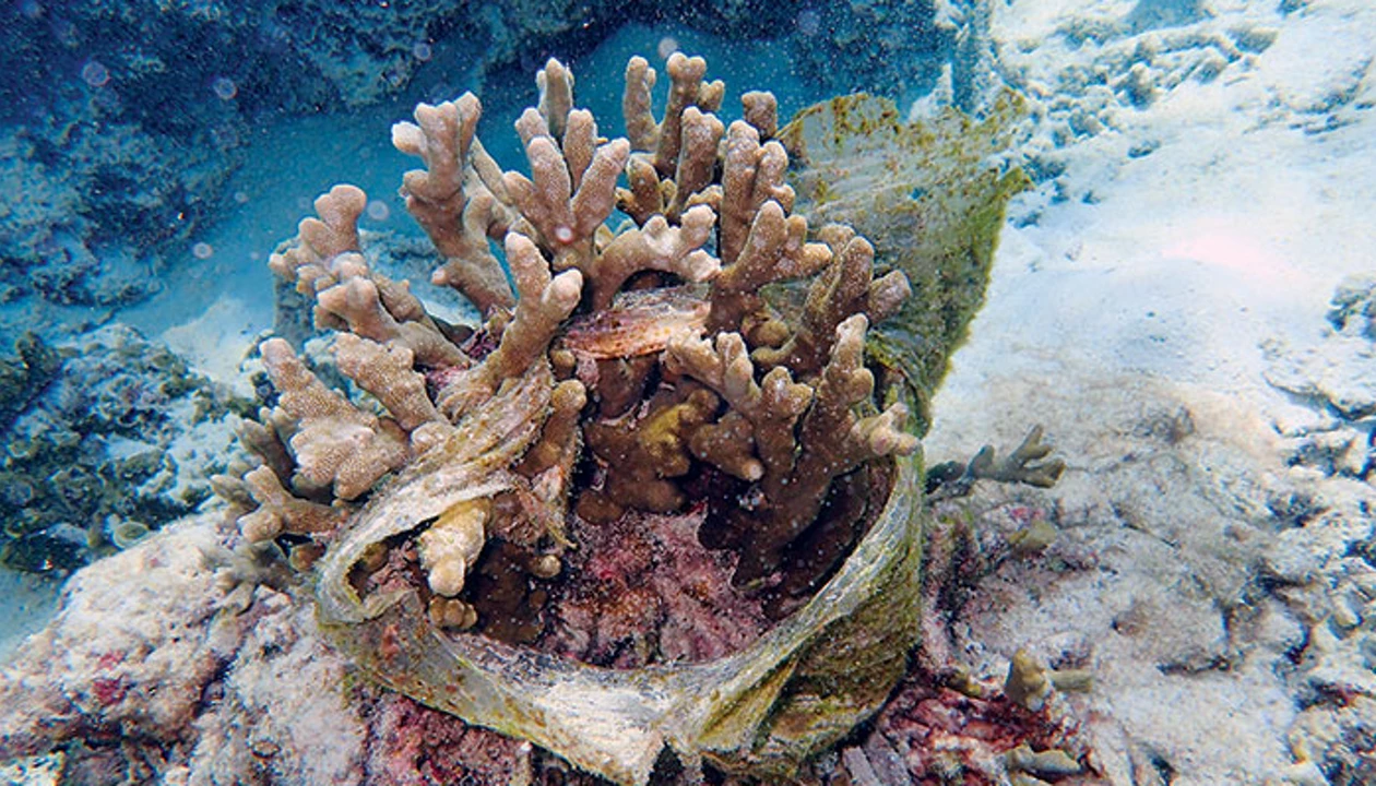 Plastic waste threatens coral reefs
