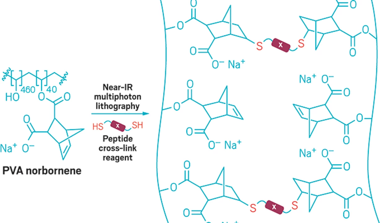 Light-sensitive gel forms 3-D cell matrix