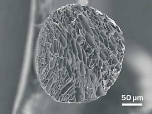 Polar Bear Fur Microscope