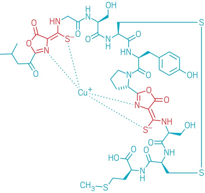 Copper-binding mystery solved