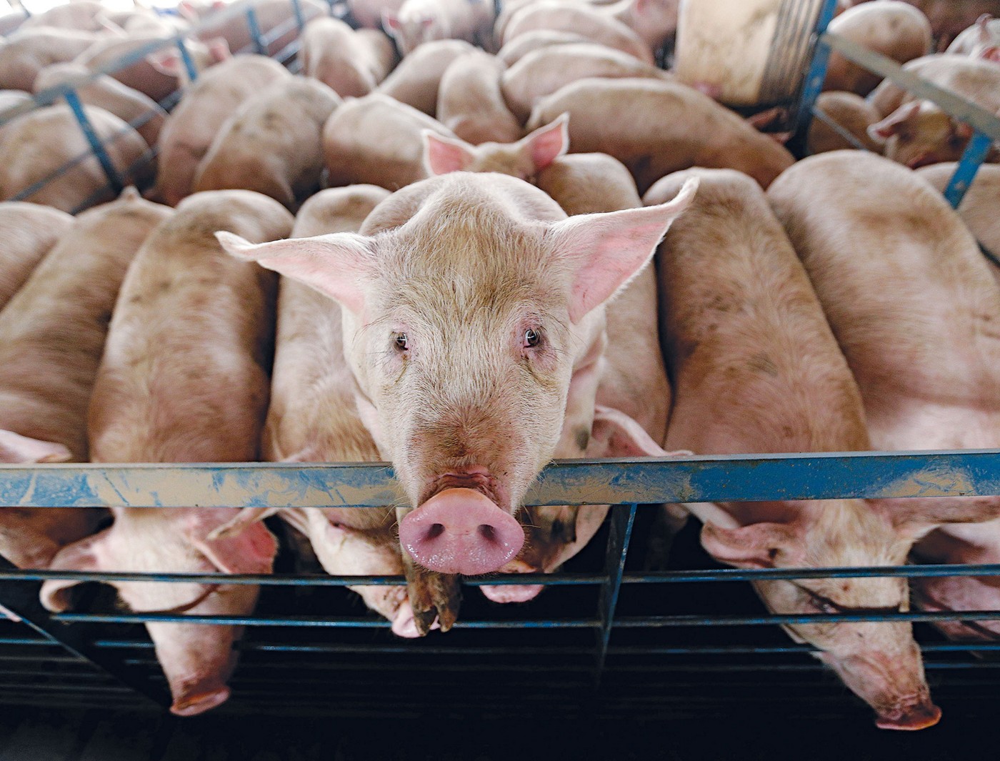 Nuclear Waste Effects On Animals