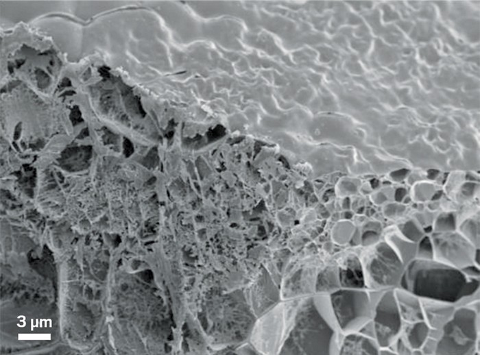 Lilly and Sigilon Therapeutics to develop encapsulated cell therapy for ...