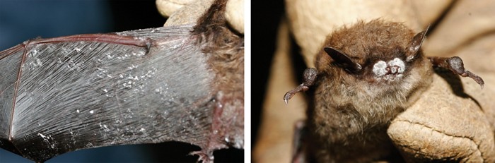 Battling a deadly bat fungus