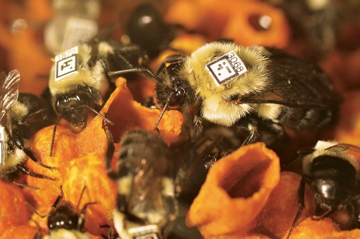 Industrious bees fill in for coworkers, inspire Mars mission