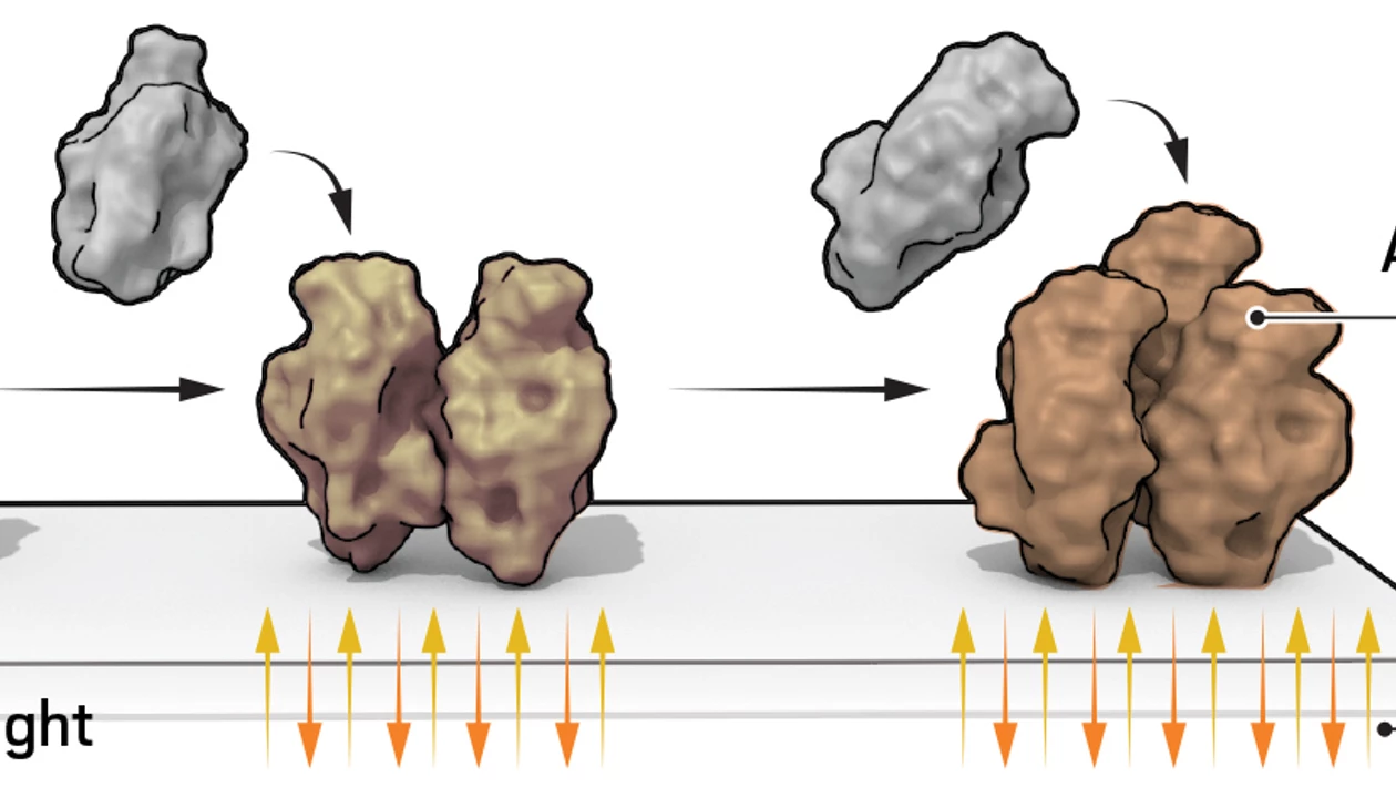 Scattered light weighs single biomolecules