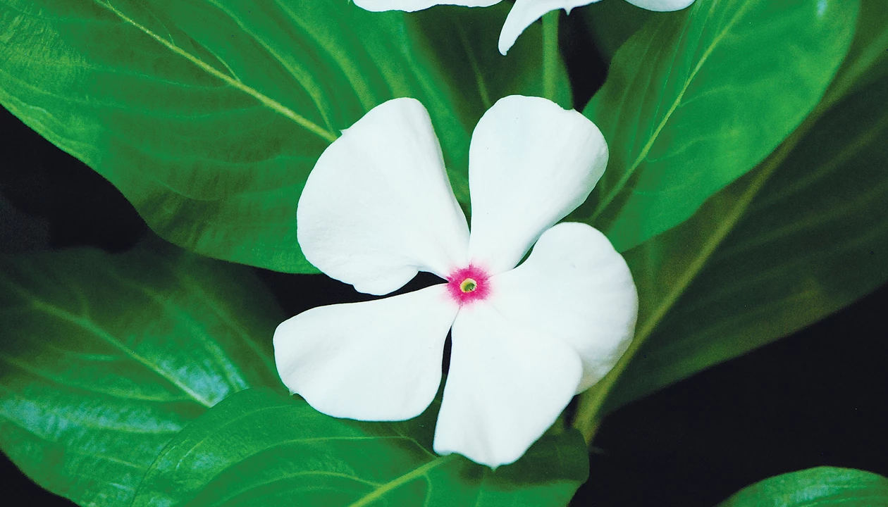Periwinkle gives up its cancer-busting secrets