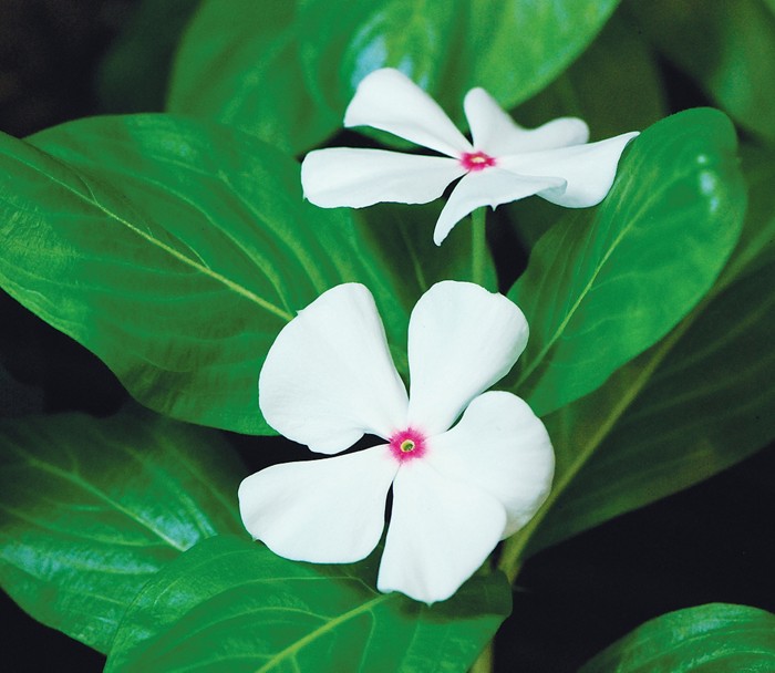 Periwinkle gives up its cancer-busting secrets