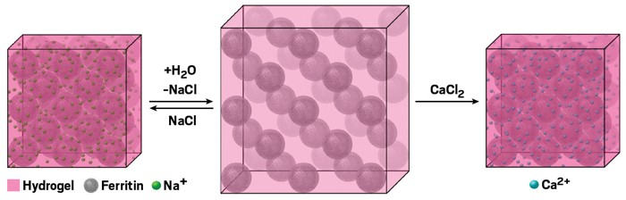 Protein-hydrogel crystal expands and contracts