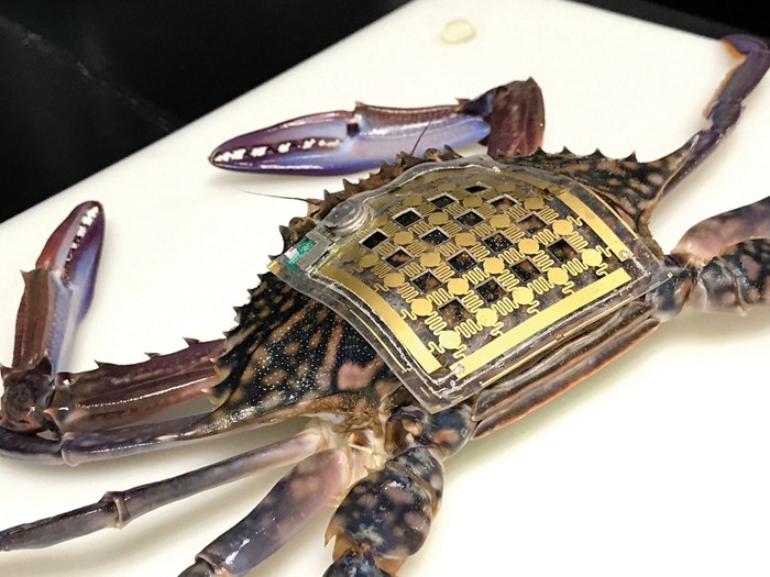 Crabs gather data with high-tech skin