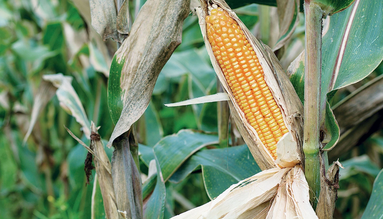 Benson Hill and Beck’s unveil corn yield trait