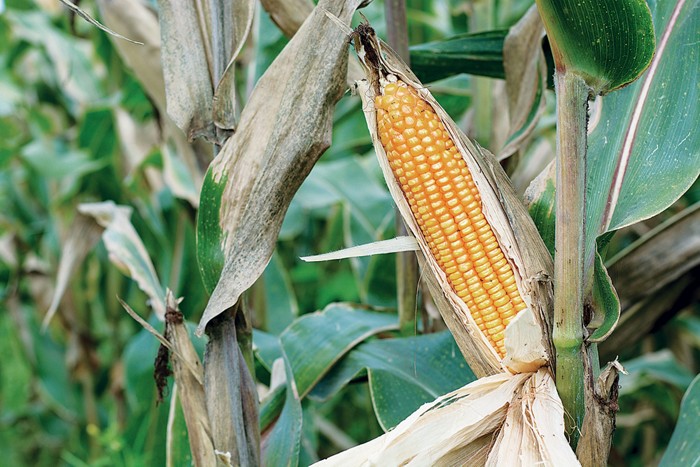 Benson Hill and Beck’s unveil corn yield trait