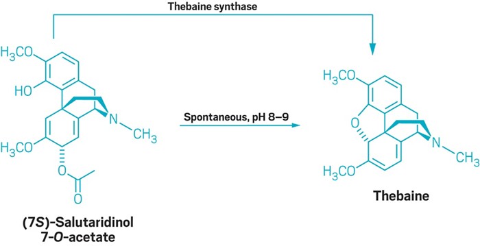 Thebaine Structure Solved Thebaine 3 Is An Opioid Structure Present In