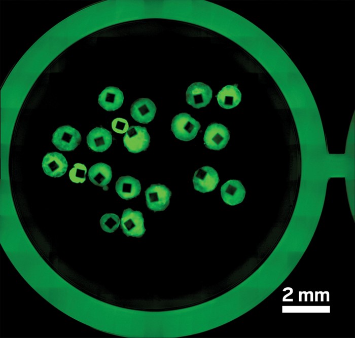 Microchips track organ mimics