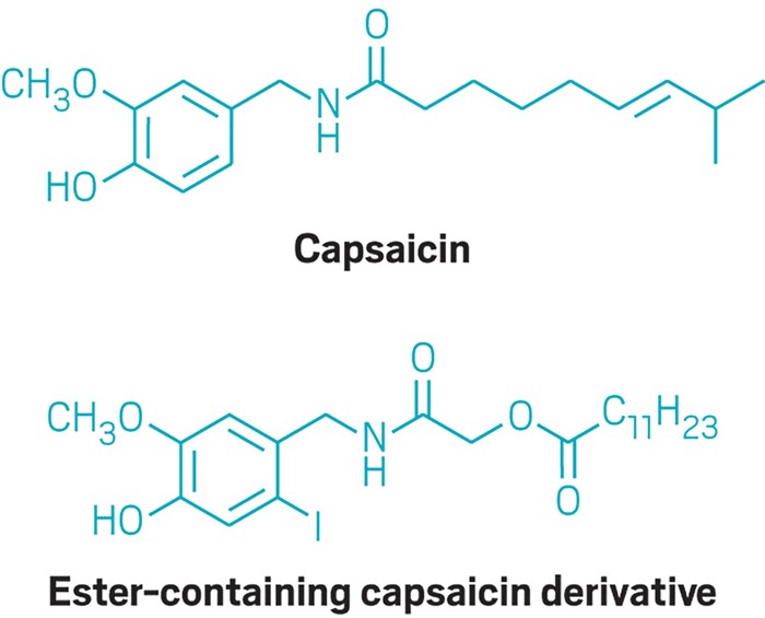 Chili pepper compound made to self-destruct