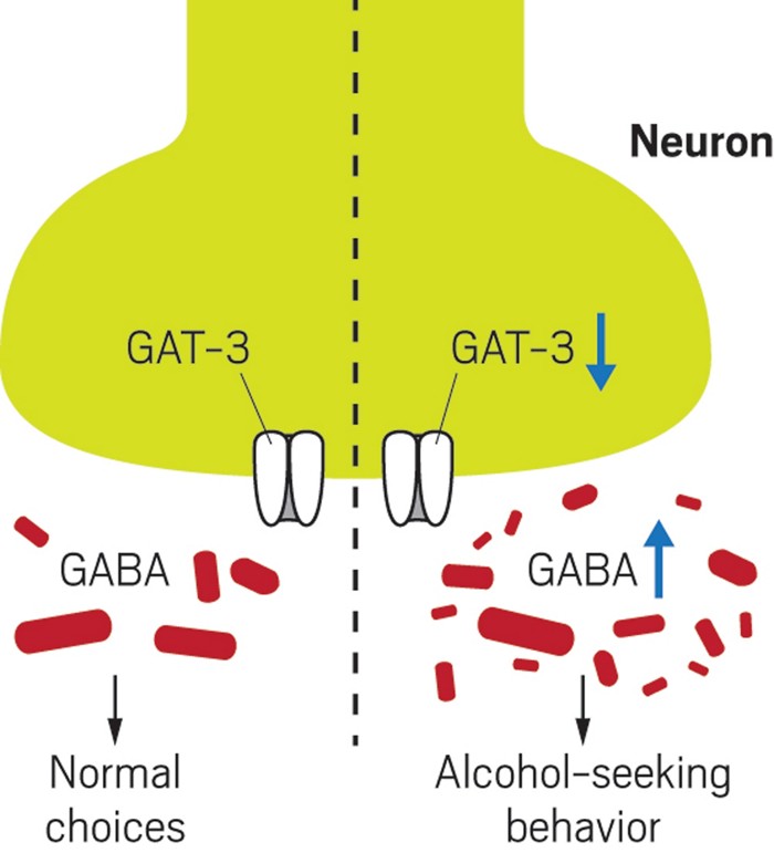 Potential alcohol addiction mechanism revealed