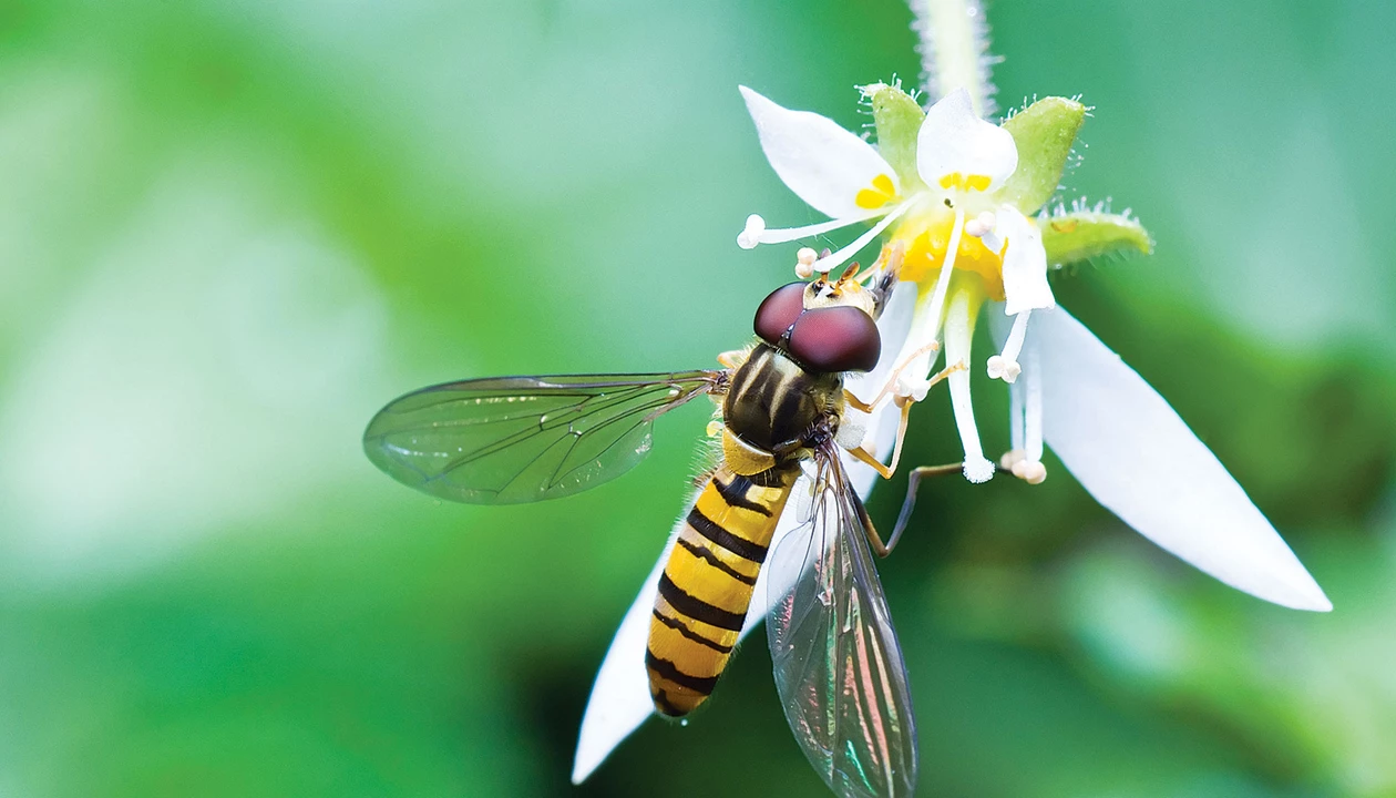 Decoding how insects use visual and chemical cues to find food