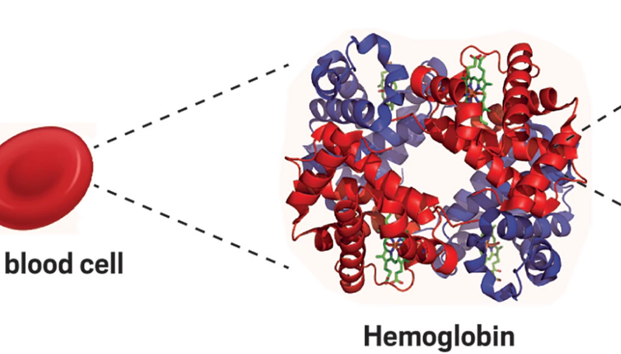 Red blood cells catalyze polymerization