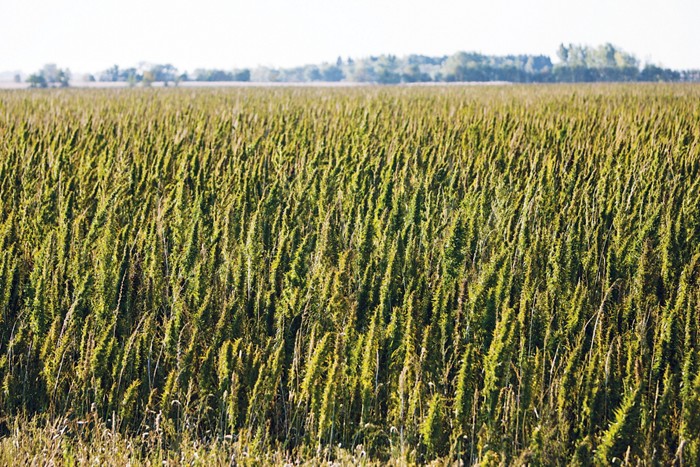 Entrepreneurs get in on the ground floor with CBD from hemp