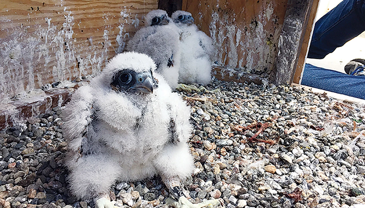 Raptor report: Berkeley birds and rodent wranglers