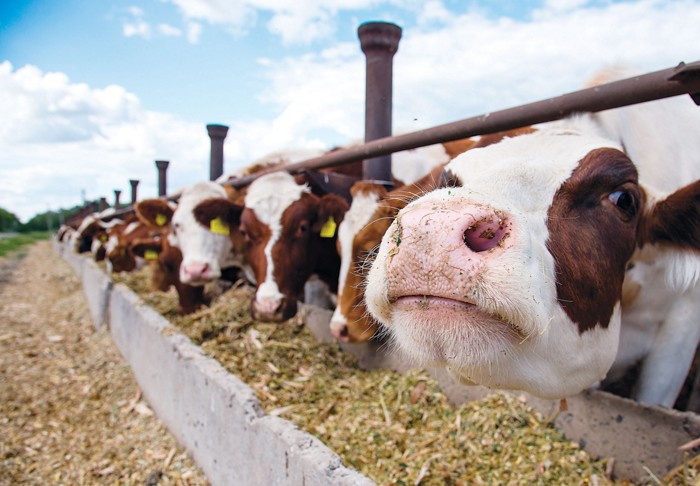 Lilly to spin off Elanco Animal Health in IPO